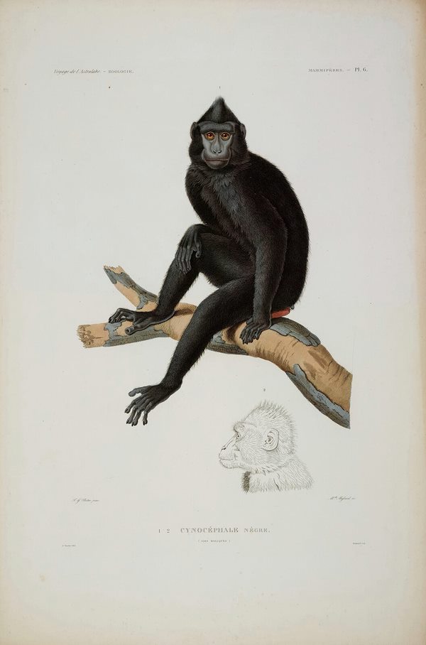 Daring French Explorations: Trailblazing Adventures around the World ...